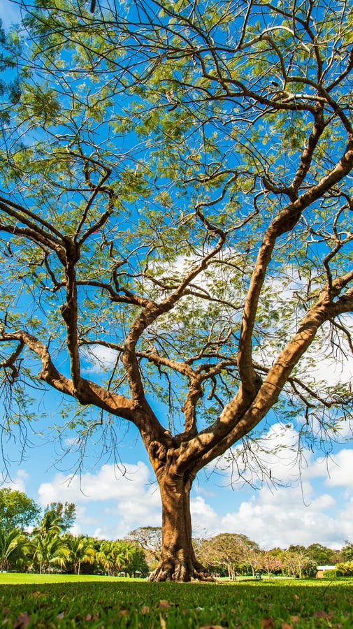 So Many Branches In One Single Tree In The Park! Stock Photo - Image of ...