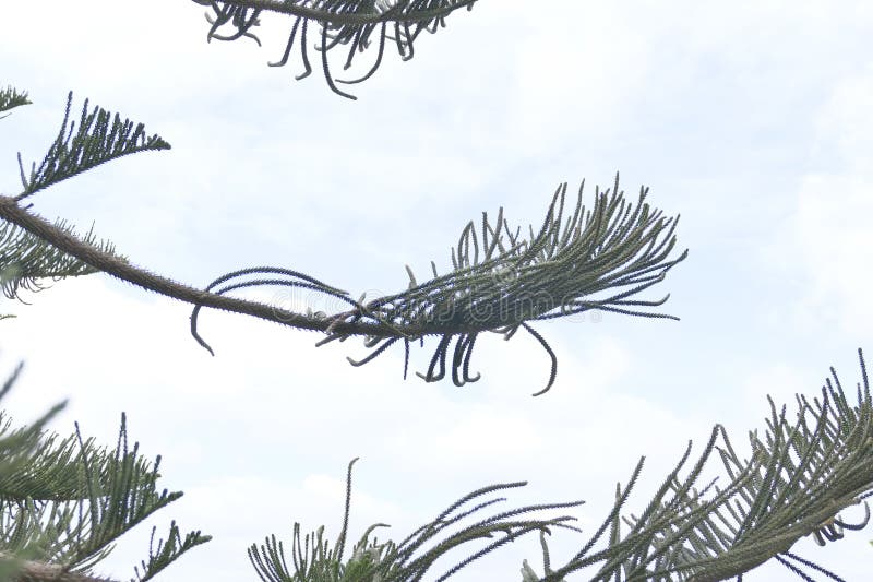 Many Branches of Pine Tree Leaves Stock Image - Image of branches ...