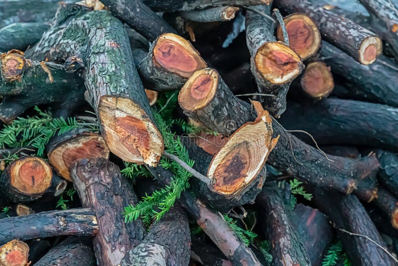 Many Branches of Trees, Brushwood for the Hearth or Fire Stock Image ...