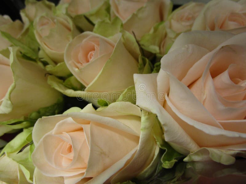Many Bright and Attractive White Roses Fresh from the Florist Stock ...