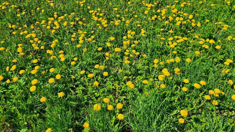 Many Bright Yellow Dandelion Flowers in the Meadows and Fields on Warm ...