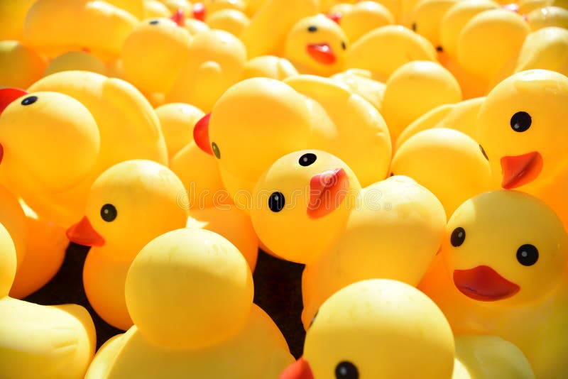 Many Bright Yellow Rubber Ducks Floating in the Pool Stock Photo ...