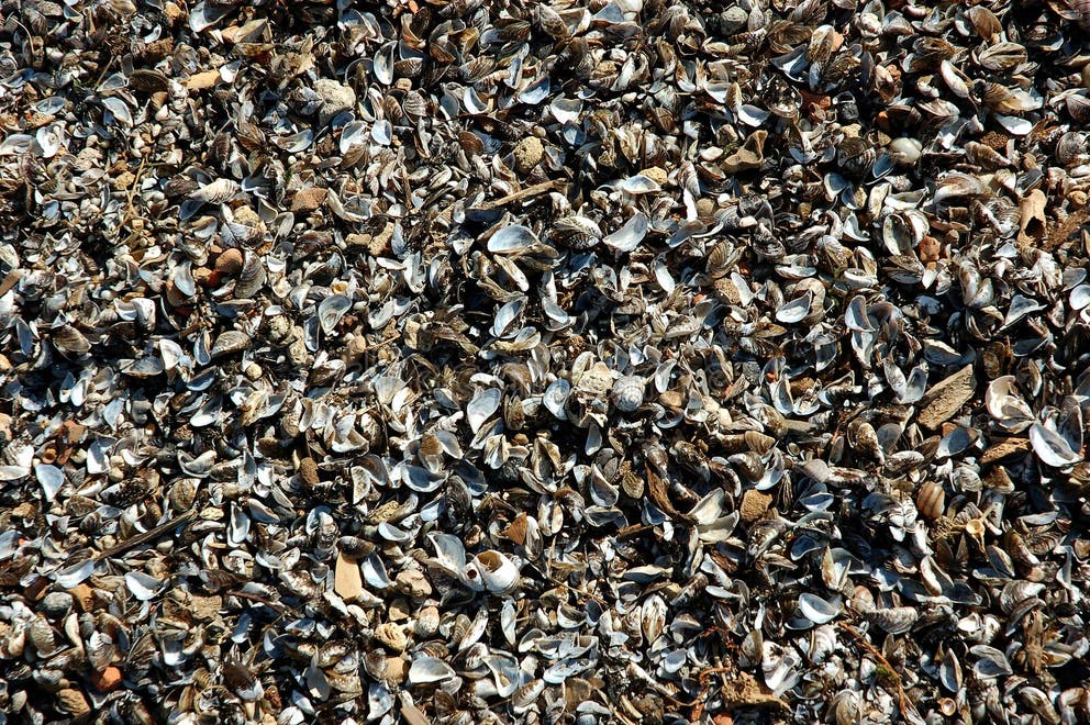 Many Broken Shells Pile Up on Beach Sand Stock Image - Image of ...