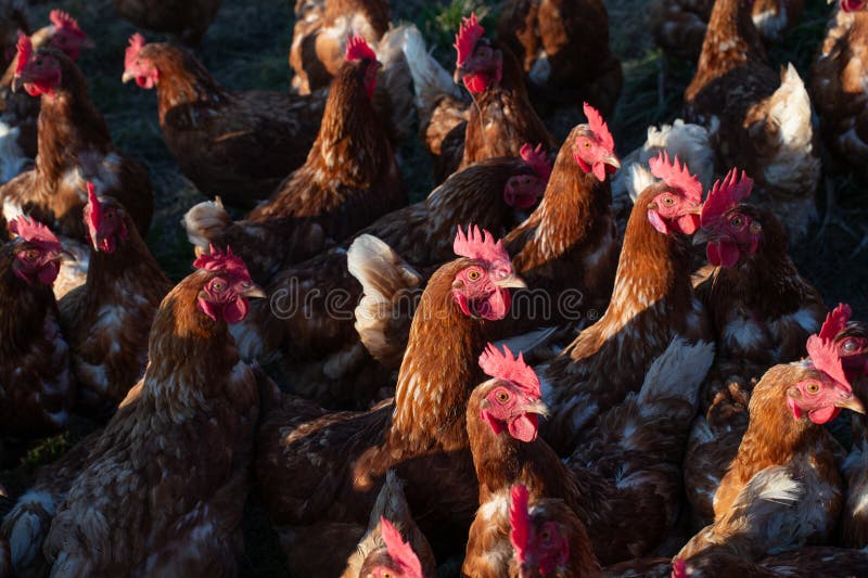 Many Brown Hens are Together in a Pasture. the Chickens are All Looking ...