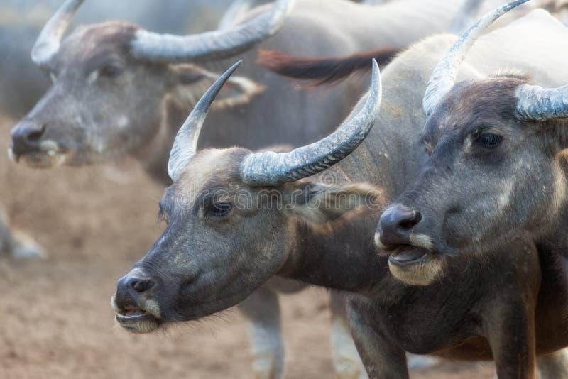Many Buffalo Herds in the Southern Provinces of Thailand Stock Photo ...