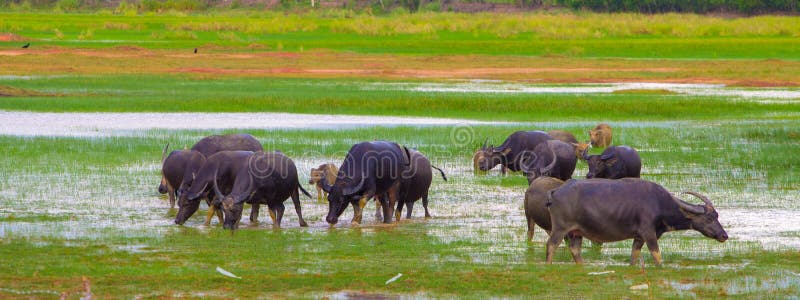 Many Buffalo are Living in Lowland Areas Stock Photo - Image of life ...