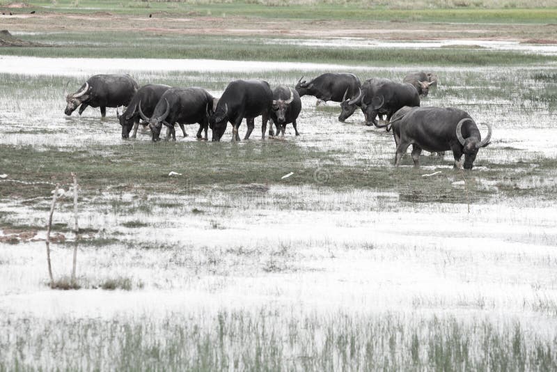 Many Buffalo are Living in Lowland Areas Stock Image - Image of family ...