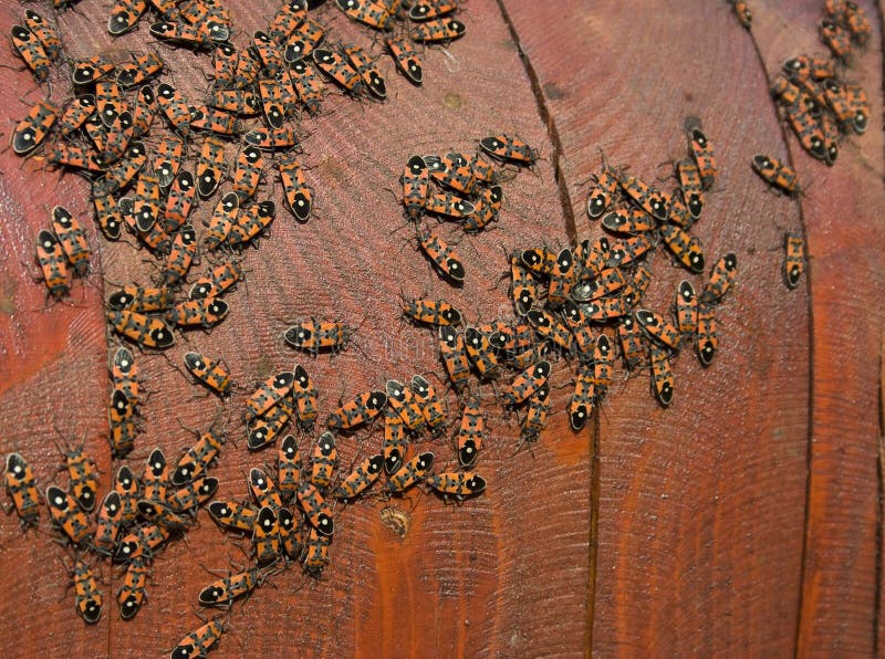 Many bugs stock image. Image of animals, wood, small - 13602273