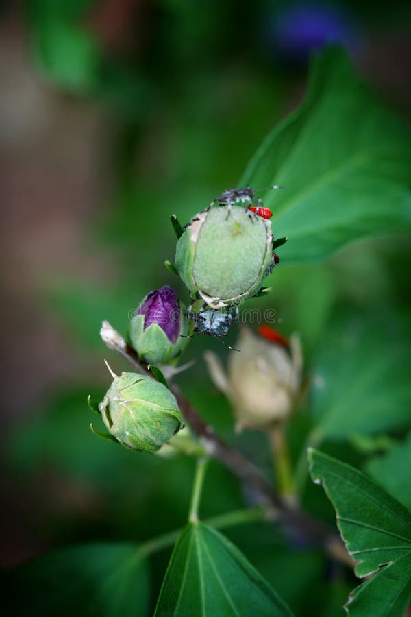 Many bugs on a bud stock photo. Image of insect, blossom - 230035342