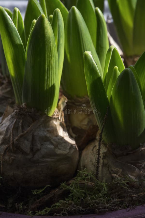 Many Bulbs with Green Leaves Stock Photo - Image of green, botany: 97935288
