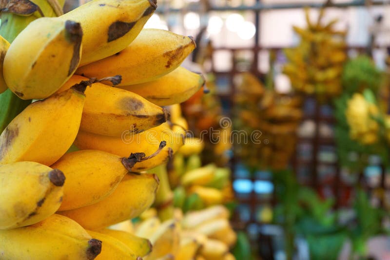 Many Bunch Growing Ripe Bananas Musa Acuminata Colla Stock Photos ...