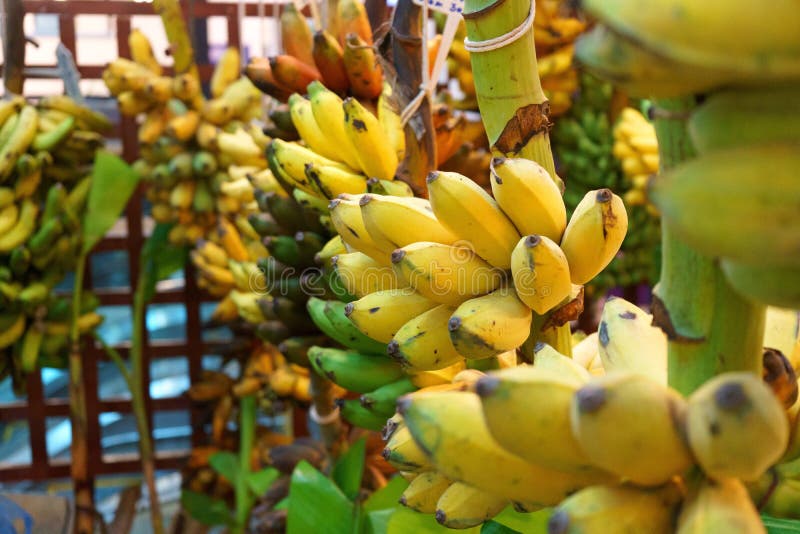 Many Bunch of Growing Ripe Bananas, Musa Acuminata Colla Stock Photo ...