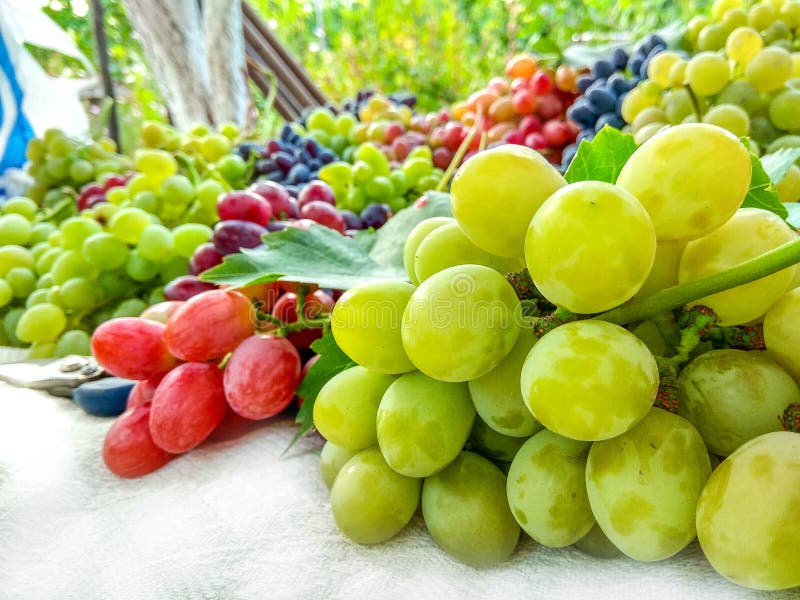 Many Bunches of Different Grapes Stock Image - Image of bunches, berry ...