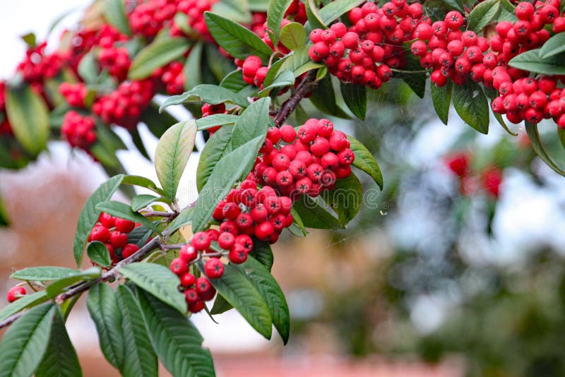 Many Bunches of Ripe Red Autumn Berries on the Tree Stock Photo - Image ...