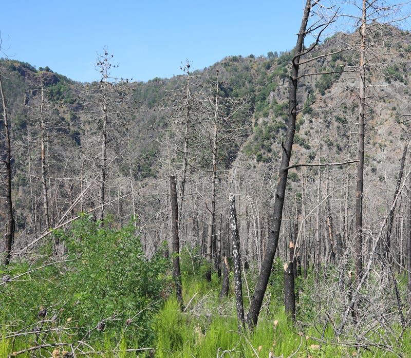 Many Burnt Trees after the Fire on the Hill Stock Image - Image of ...