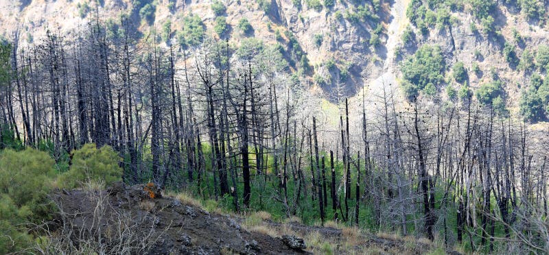 Many Burnt Trees on Mountain Stock Image - Image of pyromaniac ...