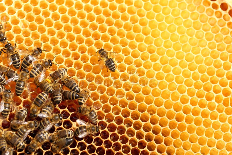 Many Busy Bees on a Yellow Bee Hive Stock Photo - Image of honeycomb ...