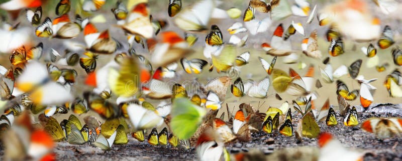 Many butterflies stock image. Image of cloud, green, nature - 21463233