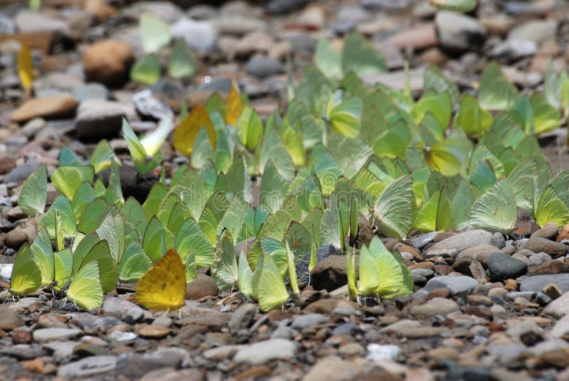 Many Butterflies Flock Together Stock Image - Image of ground, tropical ...