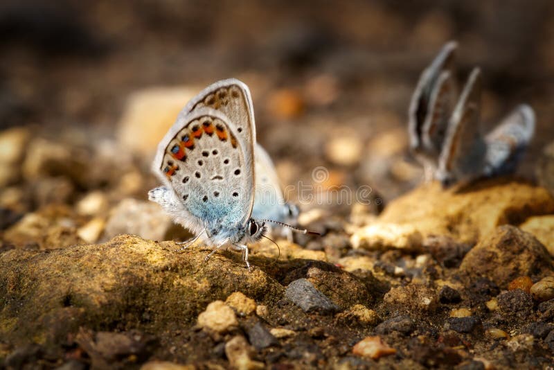 Many Butterflies Resting Together Stock Image - Image of elegance ...