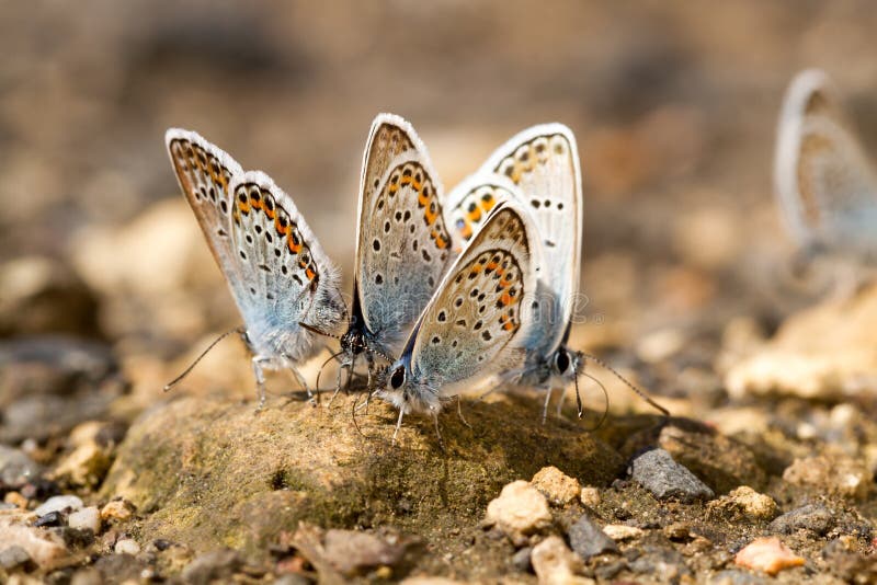 Butterflies stock image. Image of spotted, brown, spring - 29917895