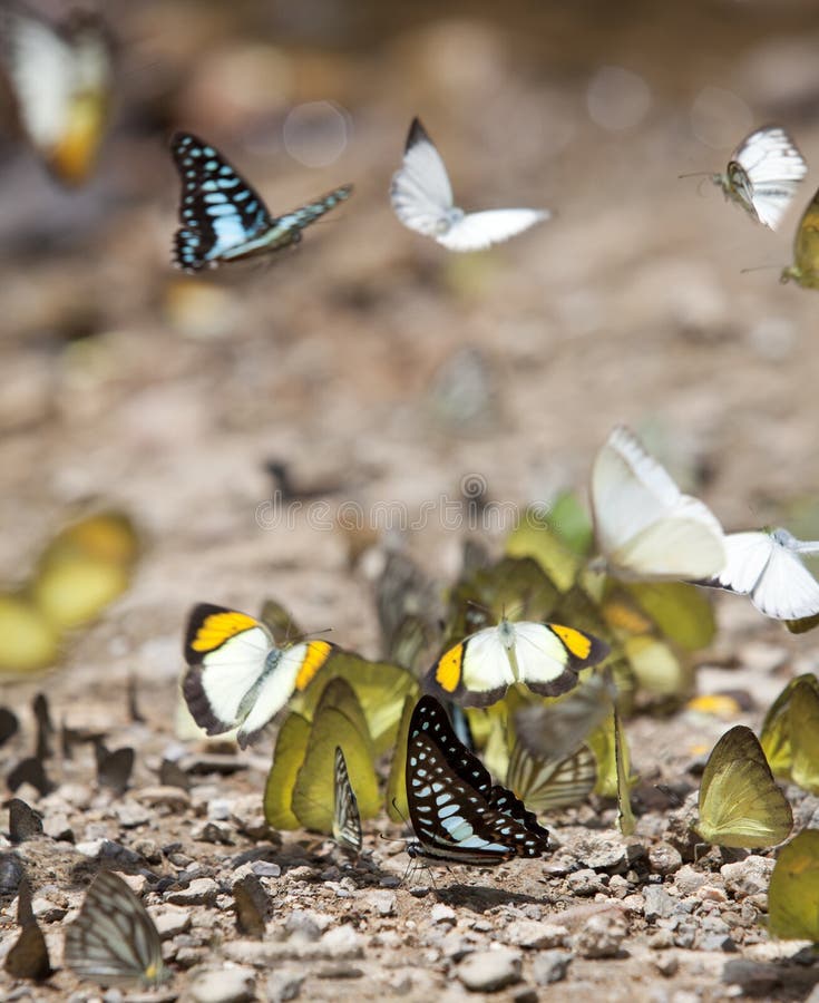 Many Butterfly on the Flow in the Wild Stock Image - Image of large ...