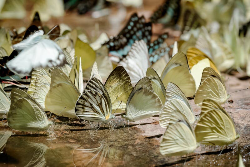 Diversity of Butterfly Species Stock Photo - Image of soil, forest ...