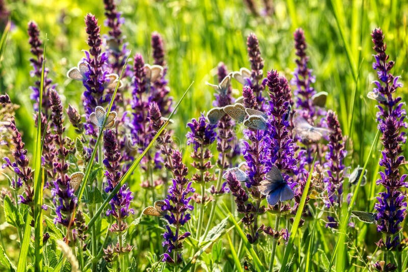 Many butterflys stock photo. Image of nature, flora, meadow - 38186616