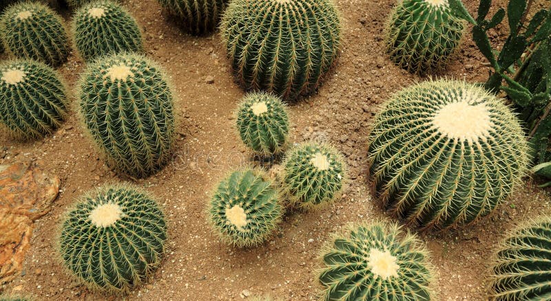 Many cactaceae stock image. Image of flora, cactus, cacti - 13681053