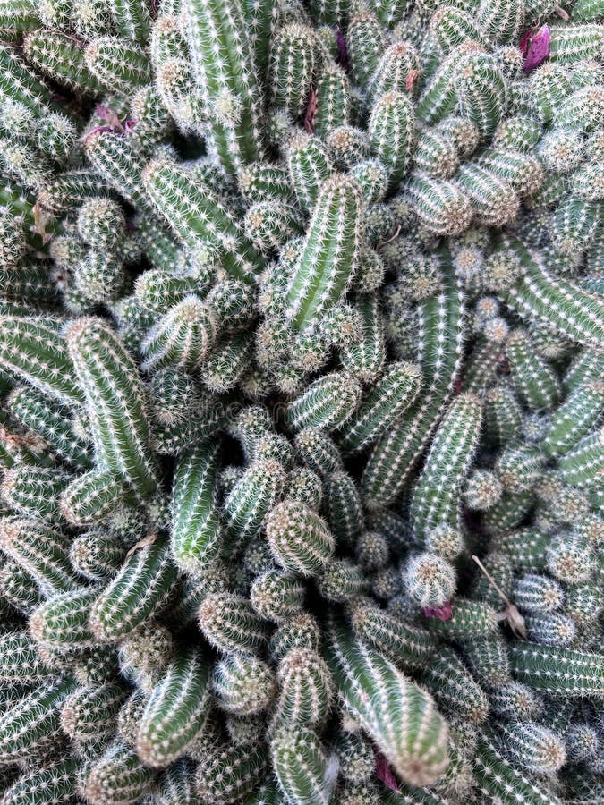 Many cacti stock photo. Image of spine, garden, botanical - 263113370