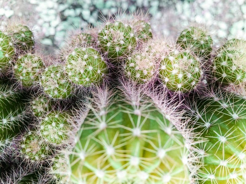 Many cacti stock photo. Image of contemplate, desert - 32914622