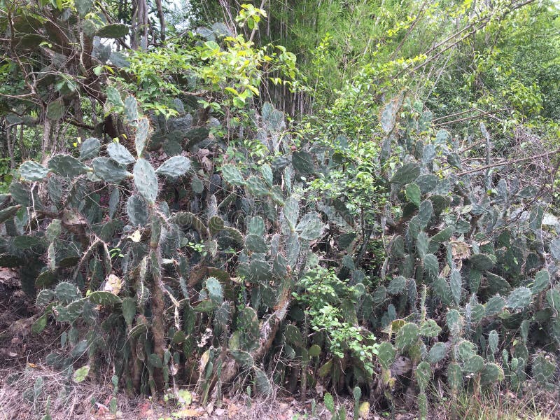 Cactus stock image. Image of wild, cactus, green, forest - 122123081