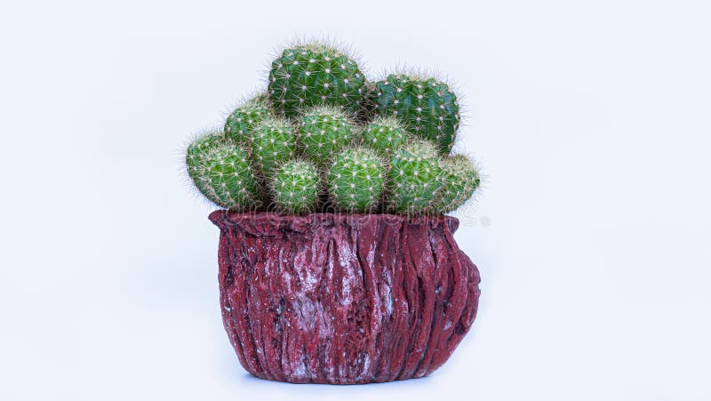 Many Cactus Packed in a Log Shaped Pot on a White Background Stock ...