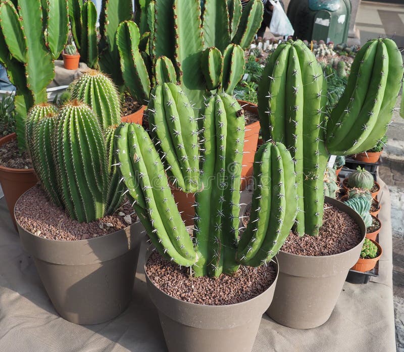 Many cactus plants stock photo. Image of plants, plant - 161300896