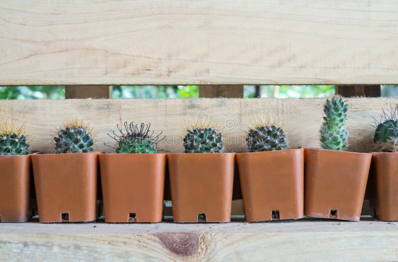 Many Cactus stock photo. Image of house, domestic, potted - 40702724