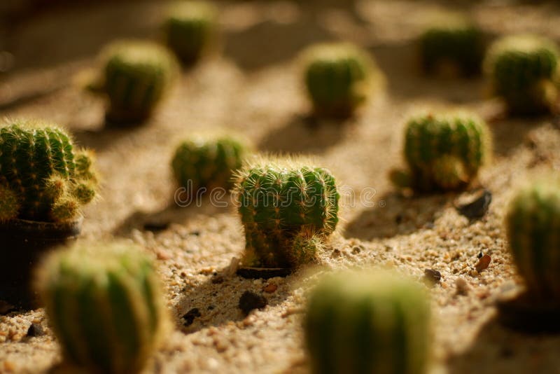 Many cactus on sand stock photo. Image of thorn, plant - 84766610