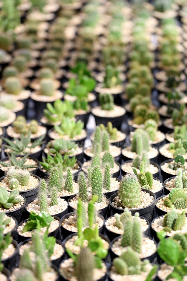 Many cactus tree. stock image. Image of green, flower - 43372769