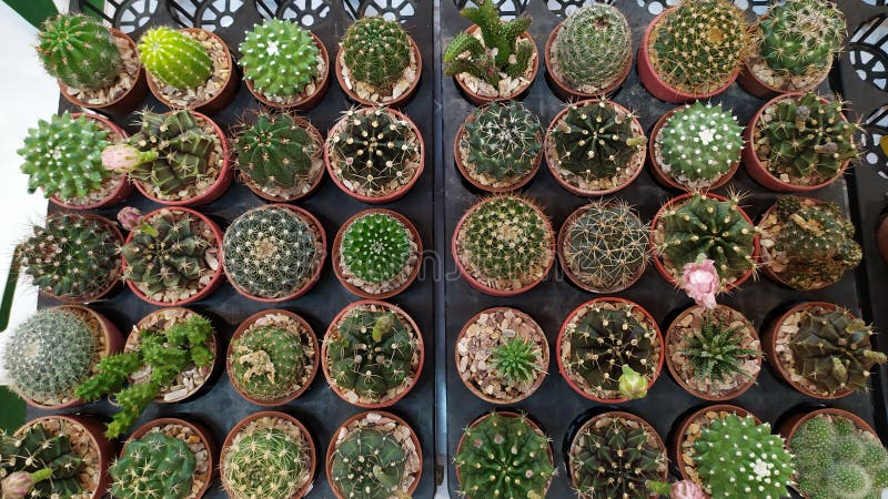 Many cactus trees stock image. Image of green, cactus - 150567743