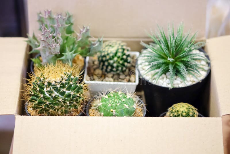 Many Cactus Trees are in the Preparation Box Stock Image - Image of ...