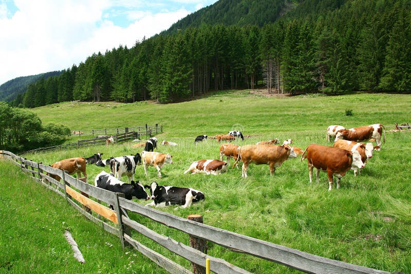 Many cows on pasture stock photo. Image of alpine, graze - 105471520