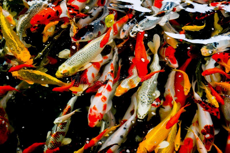 Many Carp Fish Crowded of Carp Fish Stock Photo - Image of aquatic ...