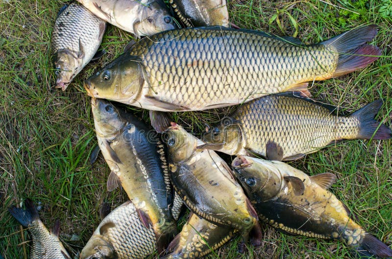Many carp fish stock photo. Image of lake, mustache - 164808746