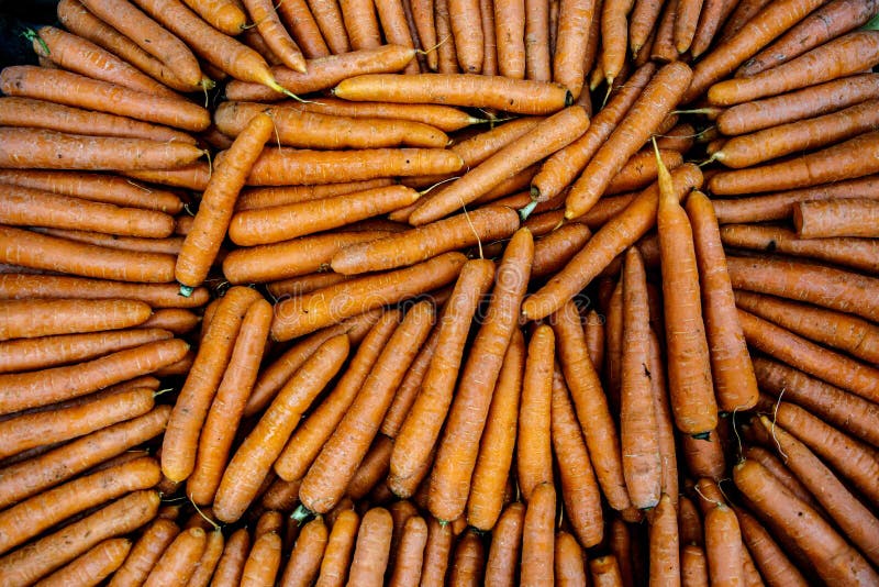 Many Carrots with Green Leaves Stock Photo - Image of root, vegetarian ...