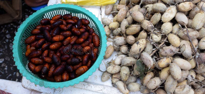 Many Caterpillars and Cocoons, Brown Pupa Stock Image - Image of brown ...