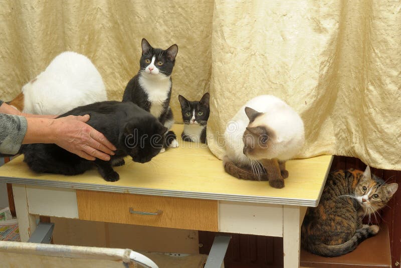 Many cats stock image. Image of kitten, charming, curious - 46113835