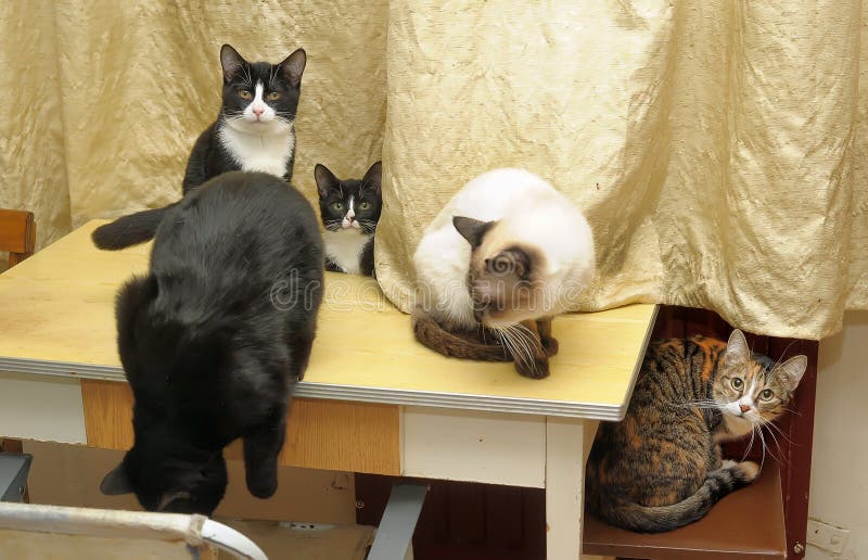 Many cats stock photo. Image of downy, black, feline - 46113884