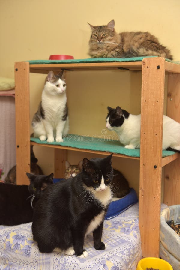 Many cats stock photo. Image of animal, camera, downy - 66654896