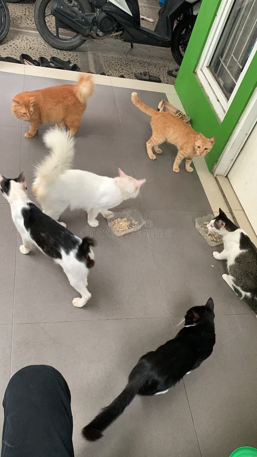 Many Cats on the Terrace of the House Stock Photo - Image of funy ...