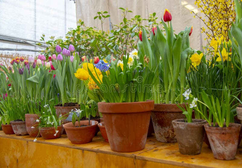 Many Ceramic Pots with Bright Flowers are Arranged in a Row Stock Photo ...
