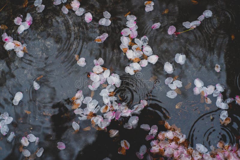 Many Cherry Blossom Petals Floating on the Surface of the Water Stock ...